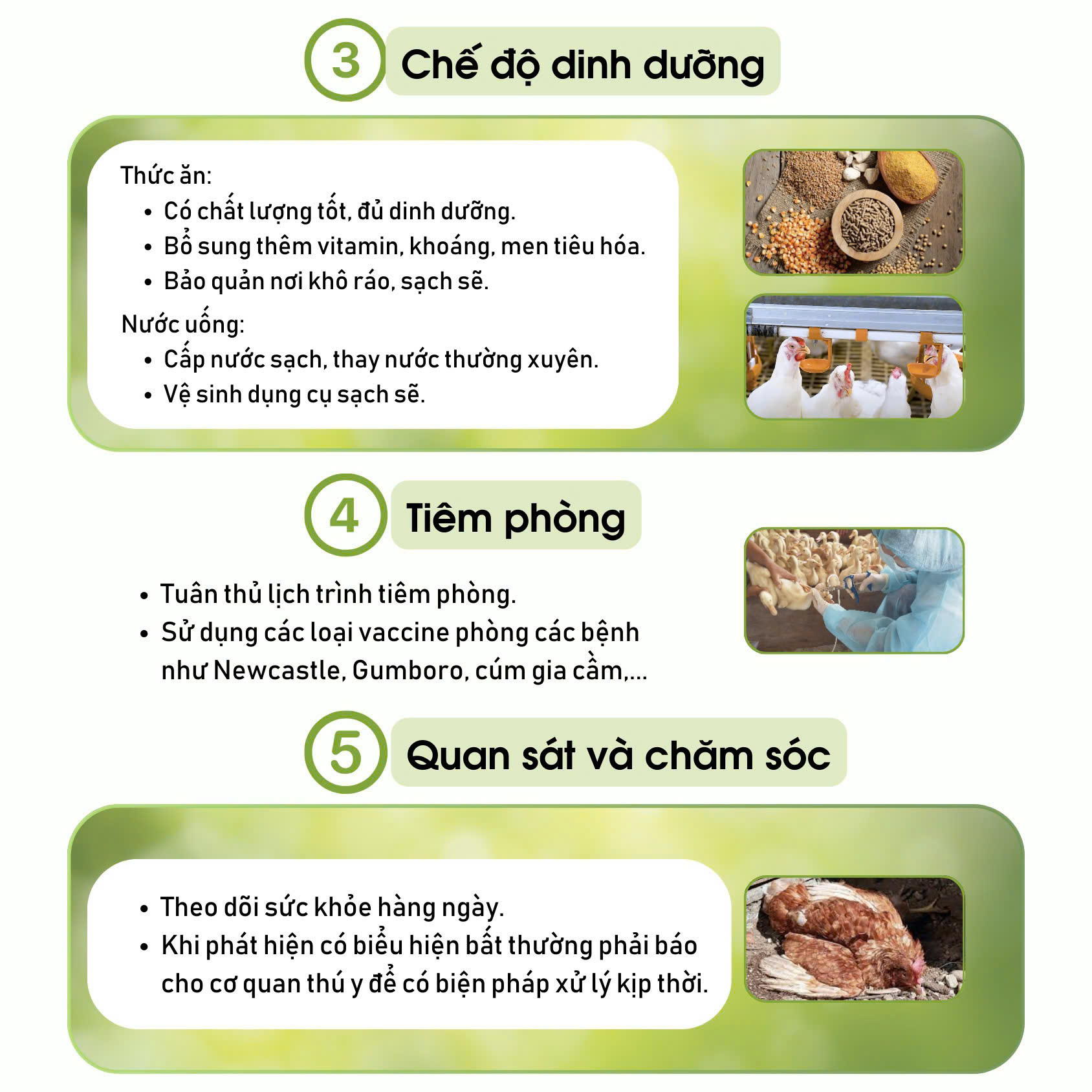 7 Lưu ý khi nhập đàn gia cầm trong mùa mưa - Thuốc thú y ALL WAYS
